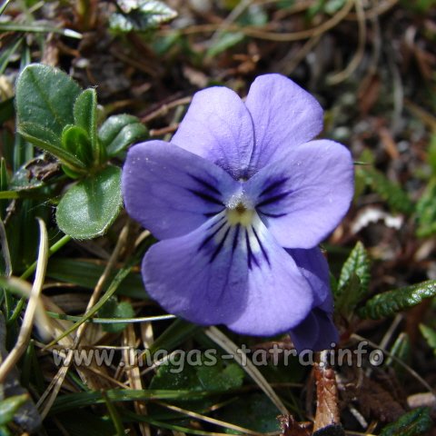 Havasi árvácska / Viola alpina