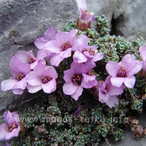 Fedelékes kőtörőfű / Saxifraga oppositifolia