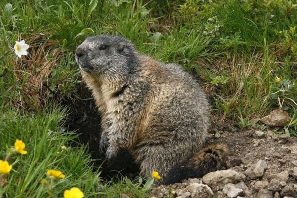 Elpusztult mormotát találtak a Menguszfalvi-völgyben