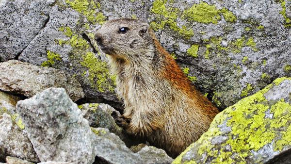 Milyen lesz a tél? A mormoták egyértelműen megmondják