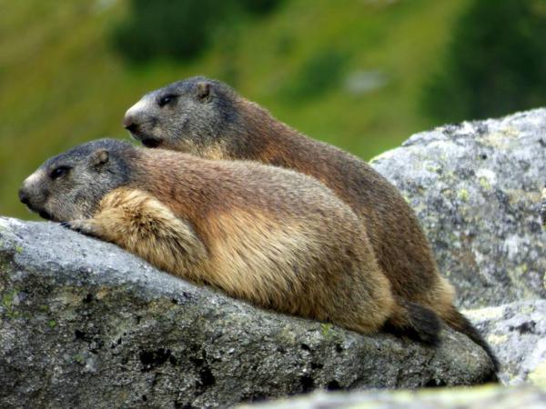 Téli álomra vonulnak a mormoták, kb. fél évig nem látjuk őket
