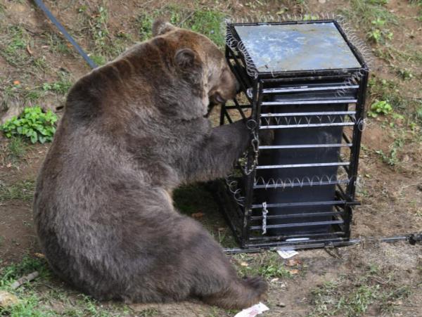 Újabb konténeres medvét altattak el a Magas-Tátrában